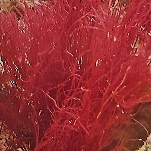 Live Red Marine Aquarium Algae Plant Coral Frag Reef Saltwater Live ...