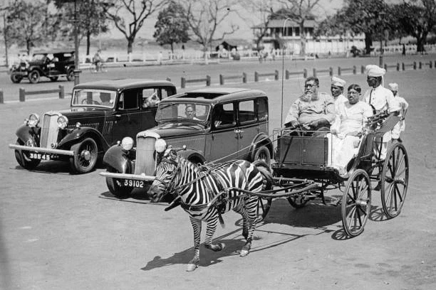 Zebra as horse substitute pulling a carriage in Calcutta India 1930 4x6 ...