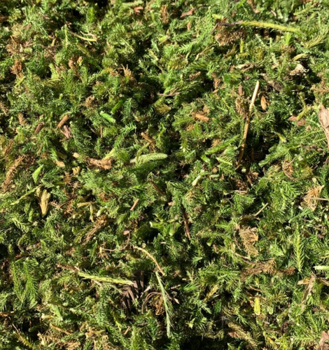 100g 100% Natural Raw Herb Lycopodii Herba – Shen Jin Cao | eBay