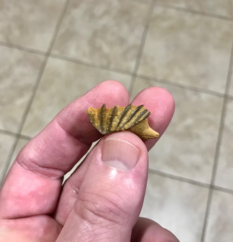 1.15” GRAND & AWESOMELY RARE LUNGFISH TOOTH PLATE W PARTIAL JAW ...