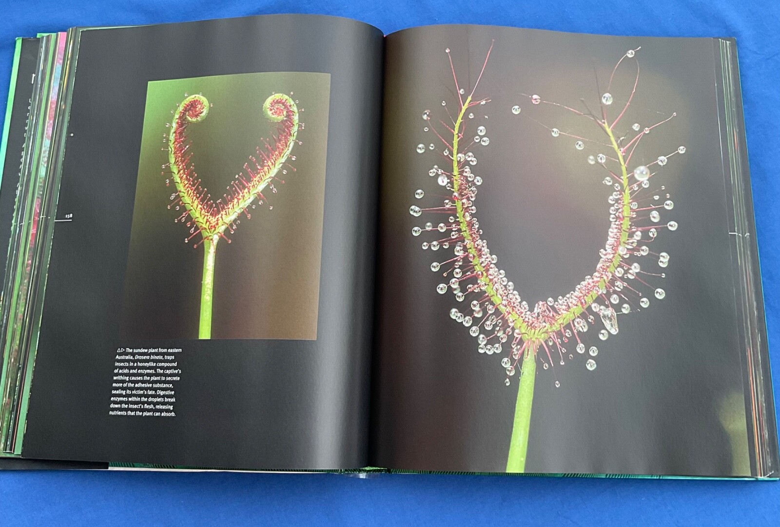 2006 DK RAINFOREST Hardcover by Thomas Marent | eBay