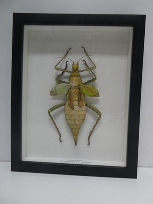 VINTAGE TAXIDERMY MOUNTED FRAMED INSECT SPECIMEN | eBay Australia