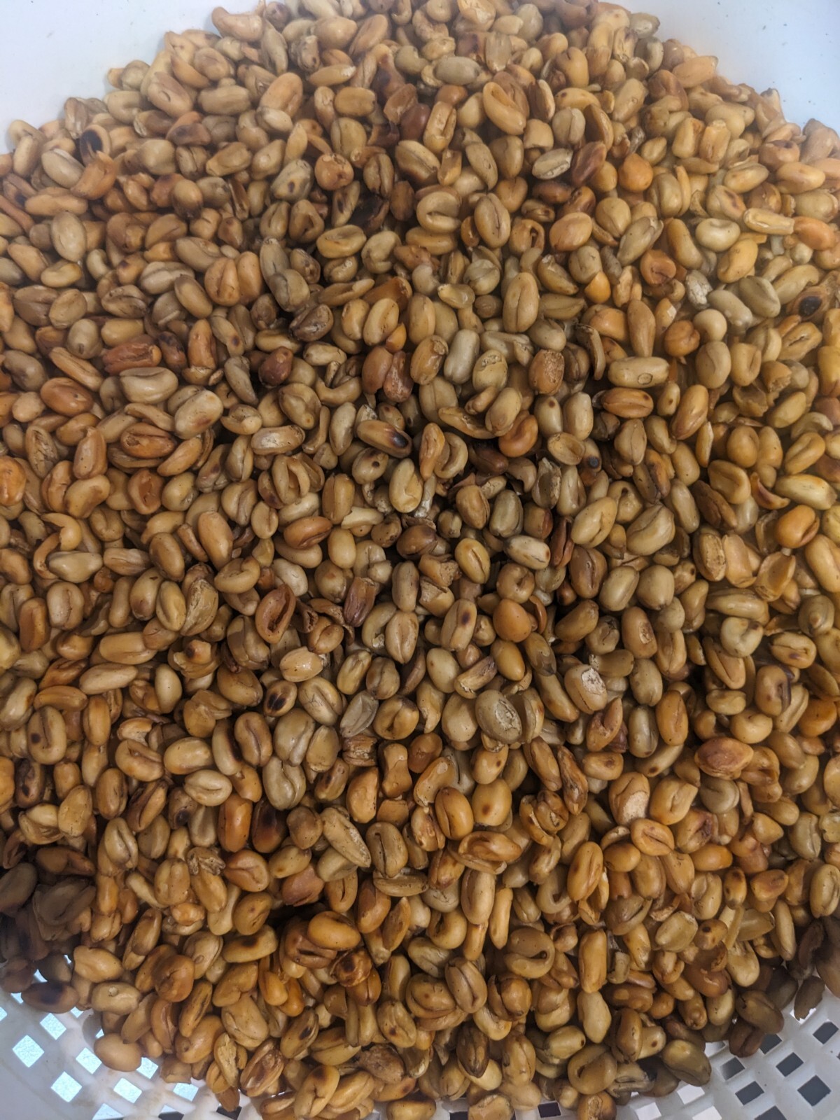 Fried Ukwa Breadfruit Organic And Fresh | eBay UK