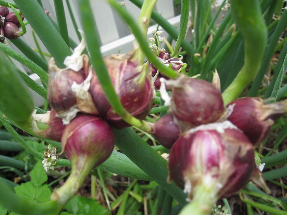 Egyptian Walking Onions Bulblets 10 Jumbo Size Lot Organic Heirloom ...