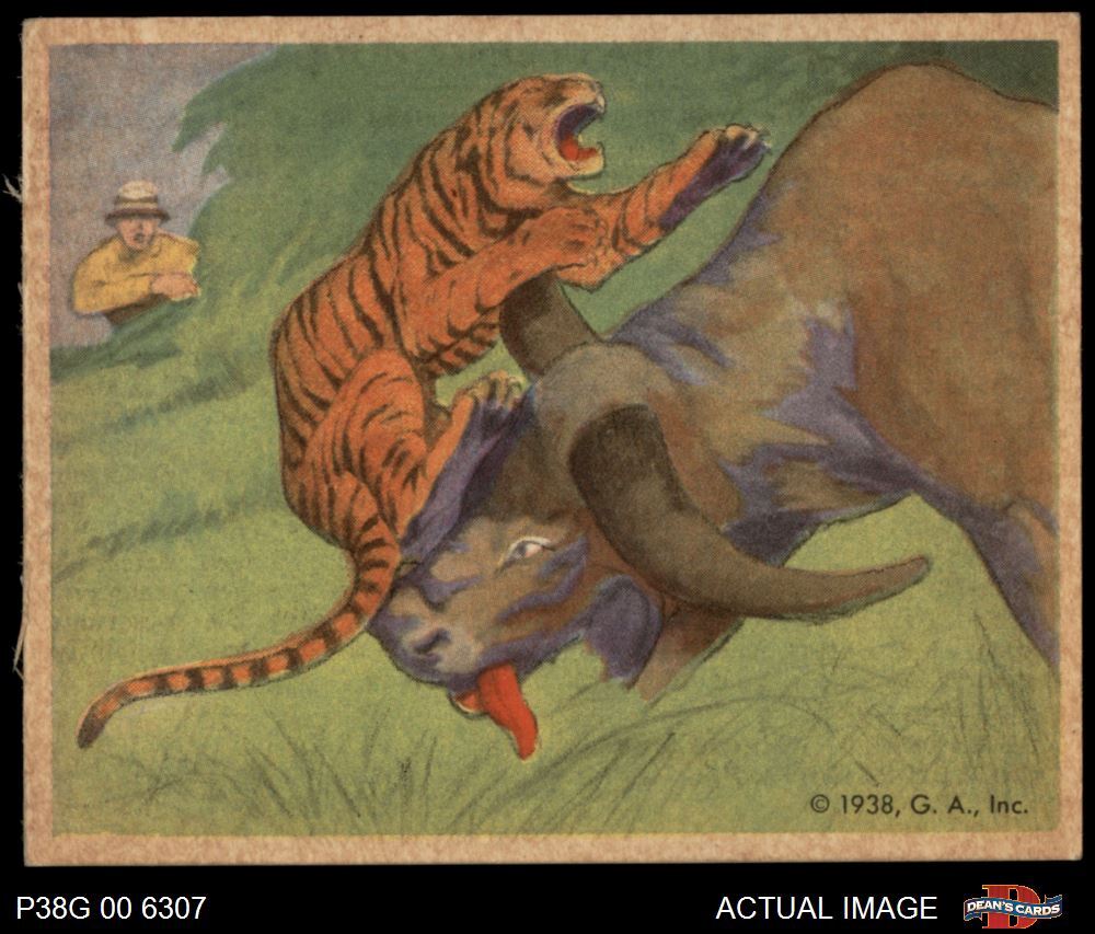 1938 Frank Buck #21 The Battling Bull 6 - EX/MT P38G 00 6307 | eBay