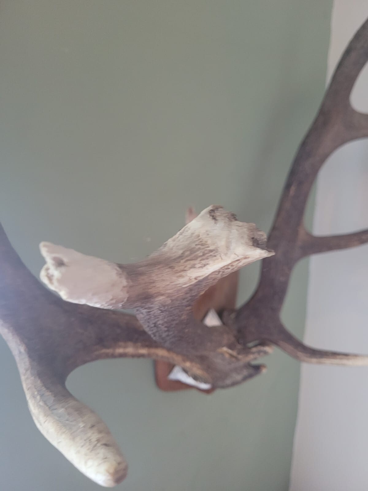 Unusual Taxidermy Stag Deer Antlers Horns Skull Malformed Deformed ...