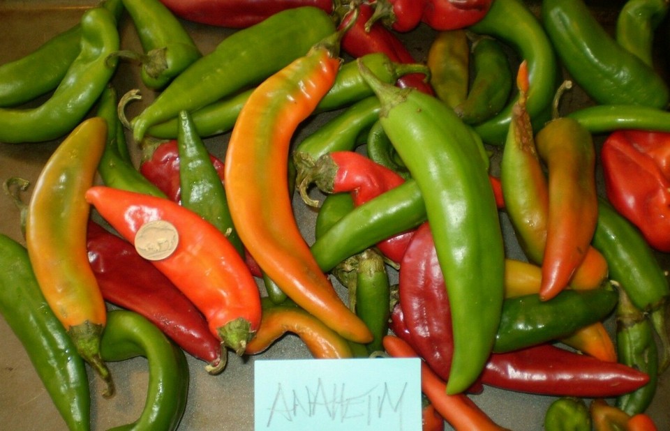 more #2 ASSORTED CHILI PEPPER SEEDS 25 varieties you choose hot mild ...