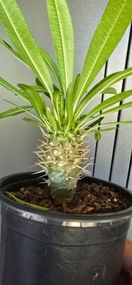 Pachypodium lamerei 'Madagascar Palm' [Seedling Plant] - thickened base ...
