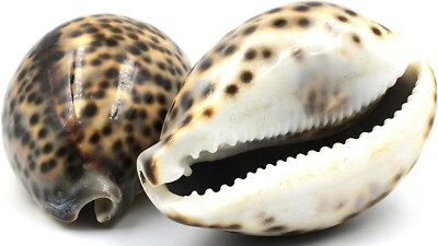 Rare Vishnu Kaudi Raja Kaudi Sacred Shankh Biggest Cowrie 2.5 " Hindu ...