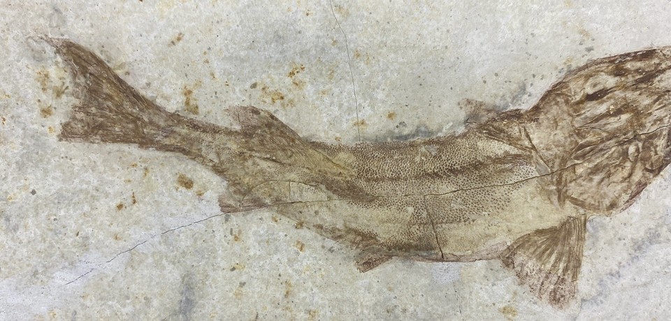 RARE 120 Million Year Old Paddlefish Protopsephurus Liui Yixian ...