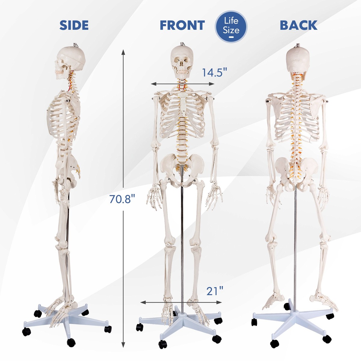 Life Size Human Skeleton Model 70.8 Inch - Removable Muscles & Numbered ...