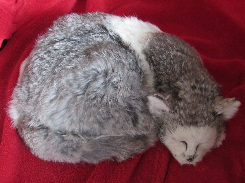 VINTAGE REAL FUR CAT ANIMAL TABBY KITTY STATUE FIGURE LIFESIZE ...