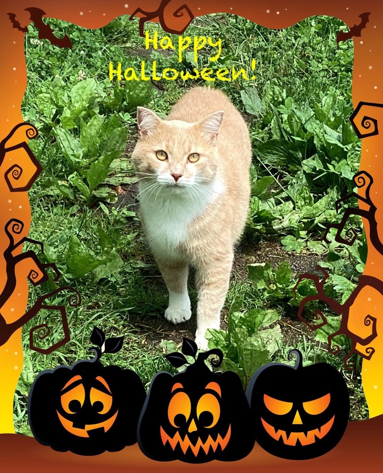 Buy a cat photo get a Halloween Ornament, Sale Helps A cat Shelter | eBay