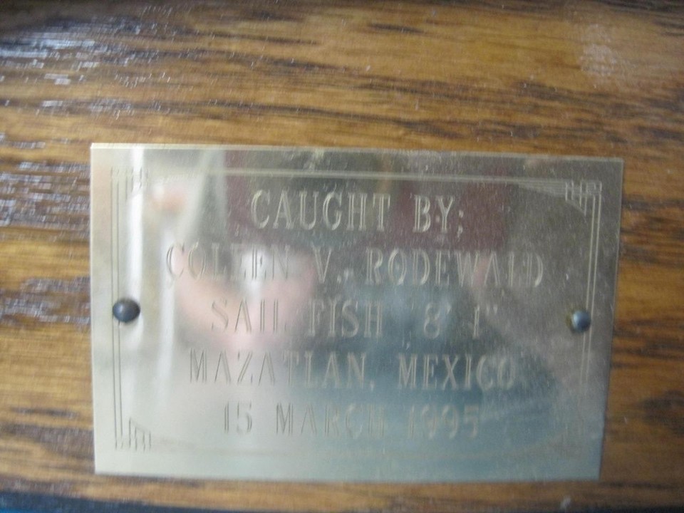 SAIL FISH BLUE MARLIN 8" 1' BILL/NOSE/BEAK/SPEAR MOUNTED TAXIDERMY ...