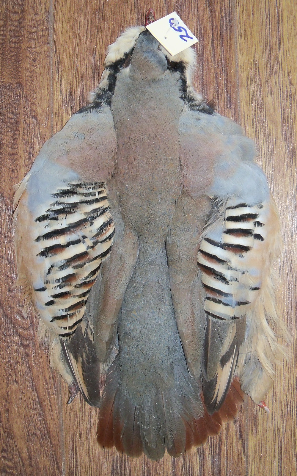 Chukar Partridge Flying