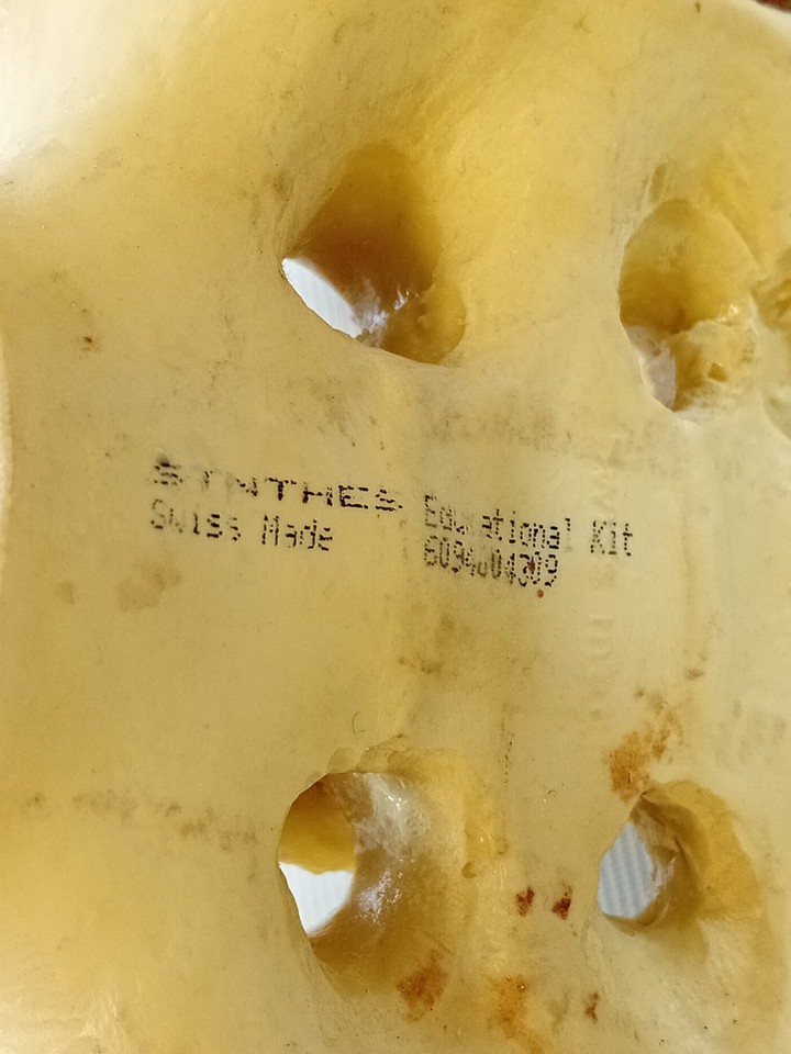 Stynthes educational kit model pelvis bone - birth simulation ...