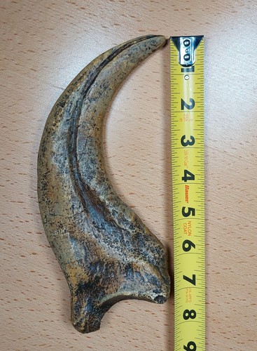 Raptor Dinosaur Replica Claw Fossil | eBay