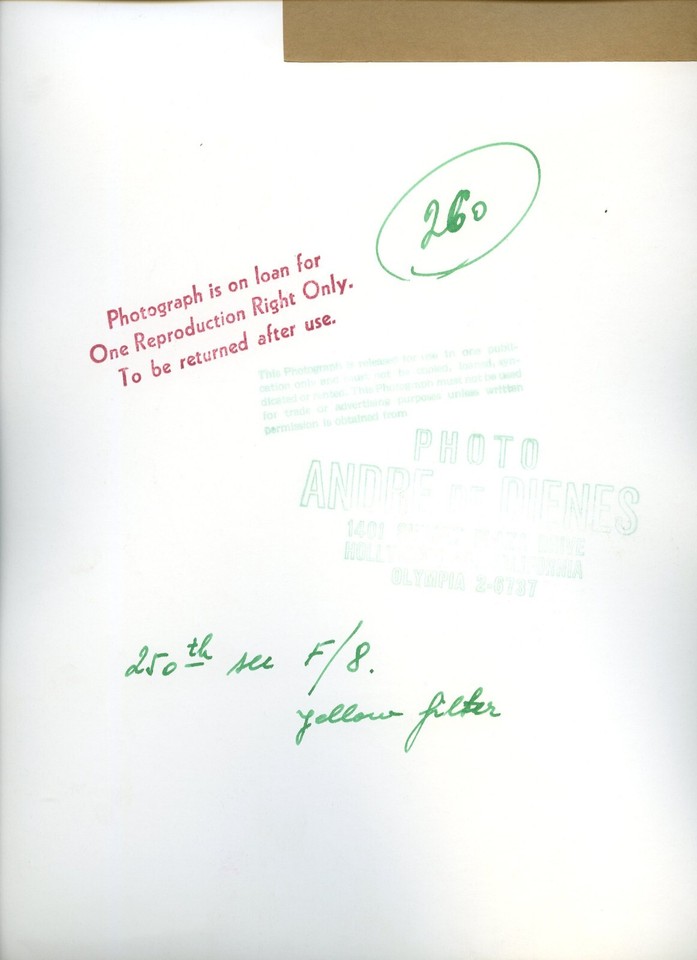 1950 Original ANDRE DE DIENES Female Nude SHIRLEY LEVITT | eBay