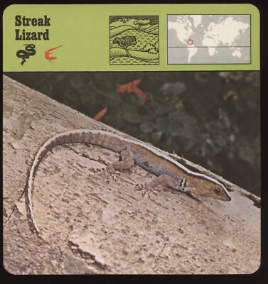 Streak Lizard Safari Cards Rencontre Reptiles | eBay