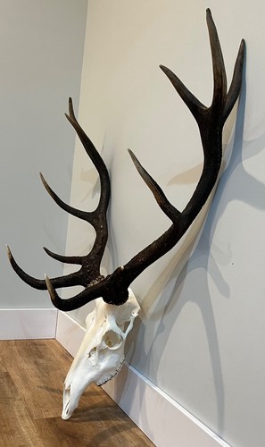 6x5 Nice trophy red stag European elk antlers skull trophy mount | eBay