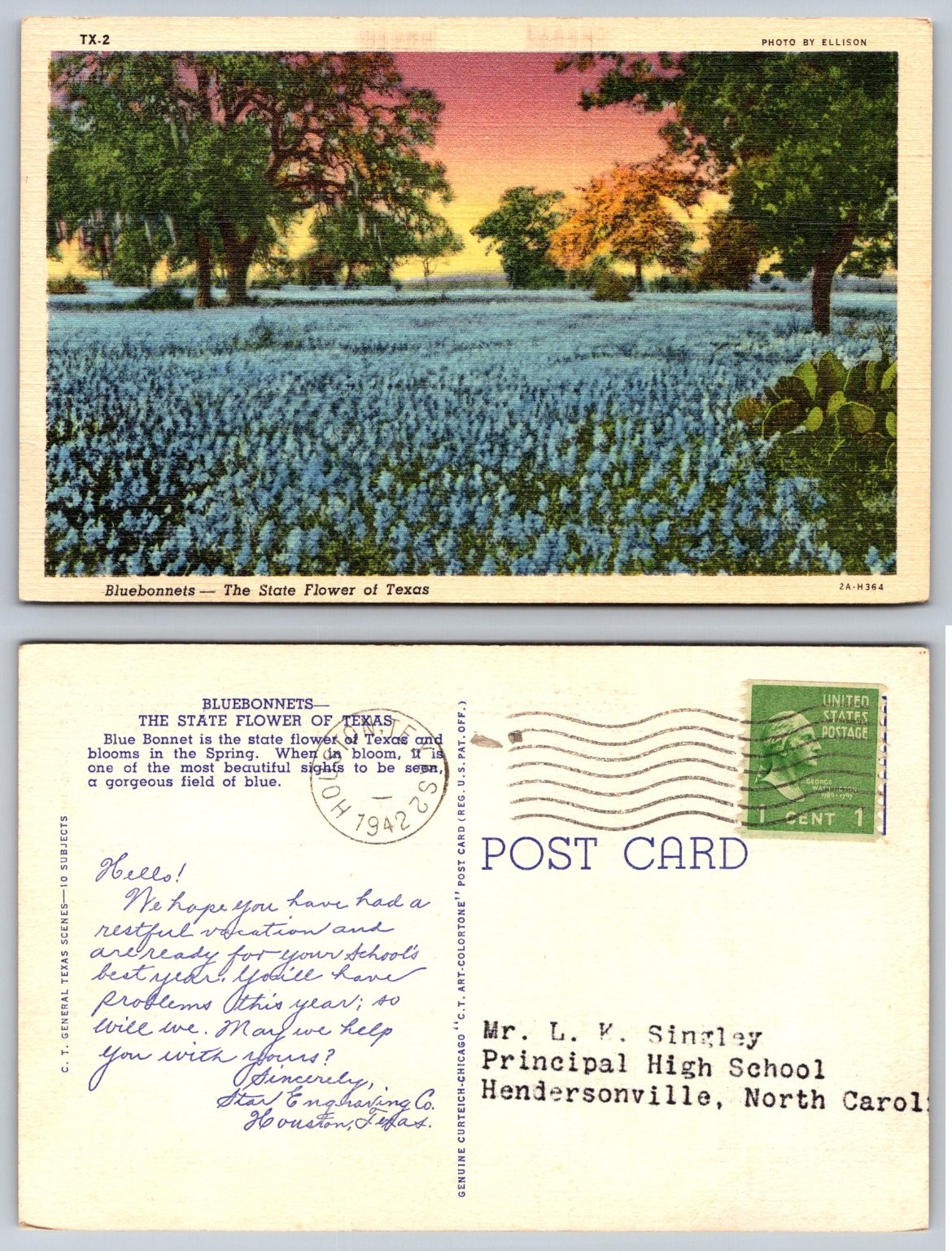 1942 Texas Bluebonnets Field Linen Postcard - State Flower CT Art ...