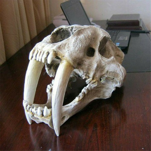 Smilodon Saber Toothed Tiger Skull 1:1 Replica Skull Resin Skull Model ...