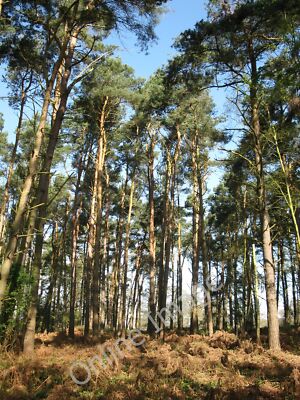 Photo 12x8 Pine copse Finchampstead This small pine wood is unusual for ...
