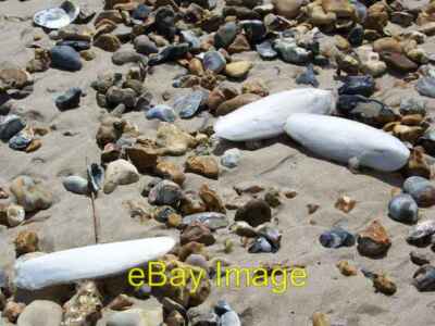 Photo 6x4 Cuttlebones from the Common cuttlefish (Sepia officinalis ...