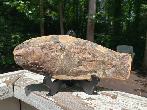 Fossilized Fish Concretion, detailed scales and ridges of tail fin ...