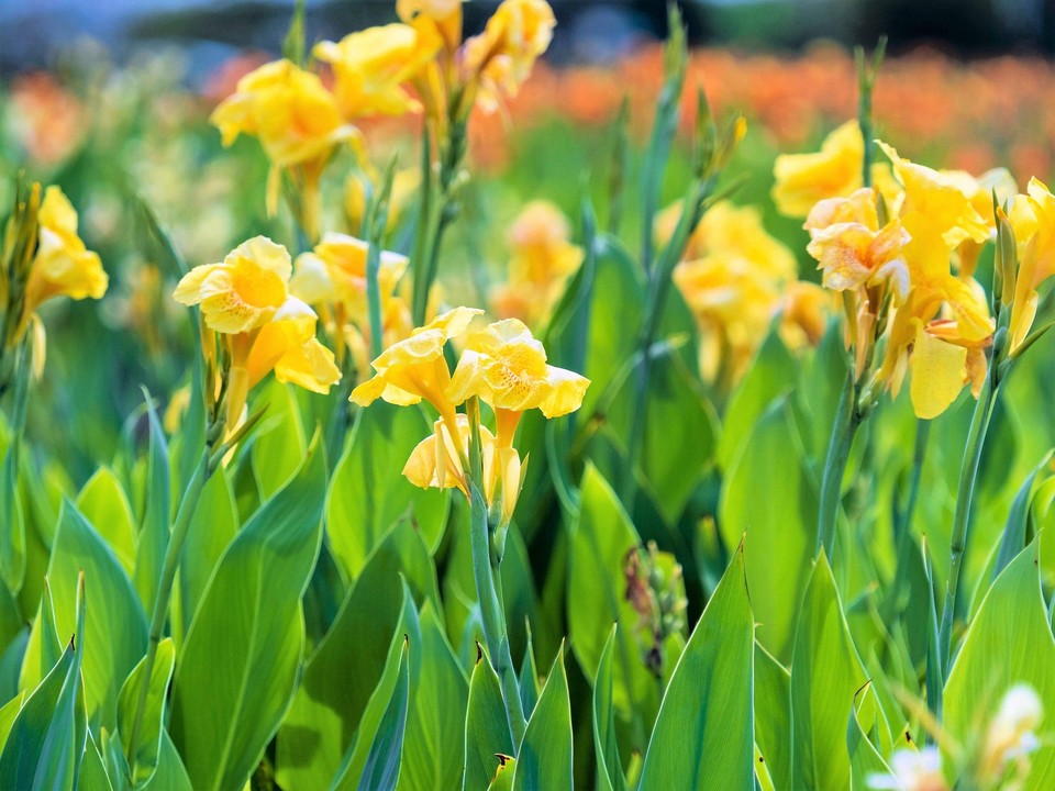 5 YELLOW CANNA LILY Indian Shot Canna Indica Flower Seeds *Flat S/H | eBay