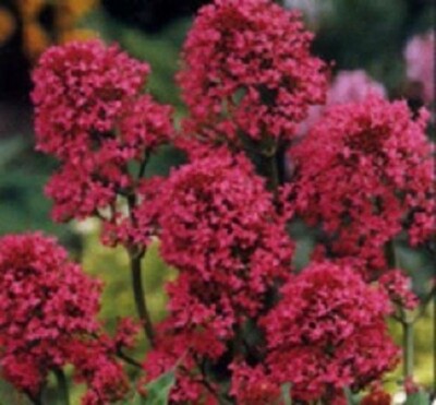 40+ JUPITER'S BEARD FLOWER SEEDS / RED / PERENNIAL / Sun or Shade | eBay