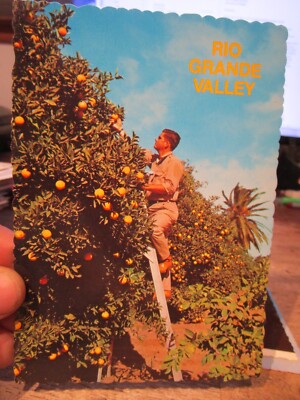 V2 TEXAS Old Postcard Rio Grande River Valley Ruby Red Grapefruit ...