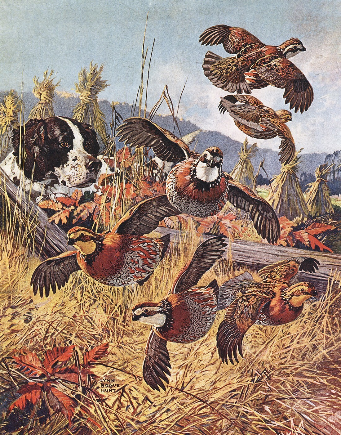Dog Quail Flush Hunting by Lynn Bogue Hunt | eBay