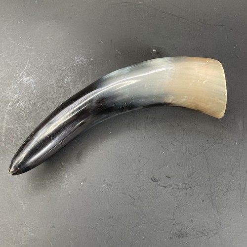 1 Polished Cow Horn Natural Colored Approximately 7” | eBay