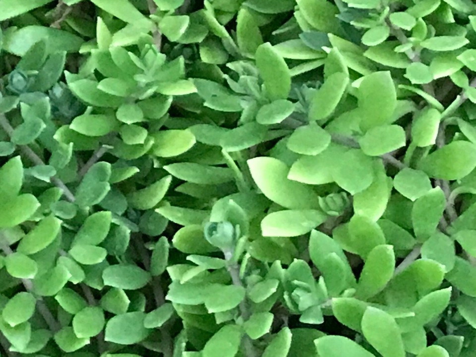 Sedum Sarmentosum, Fast Growing, Creeping, Perennial Edible, Live ...