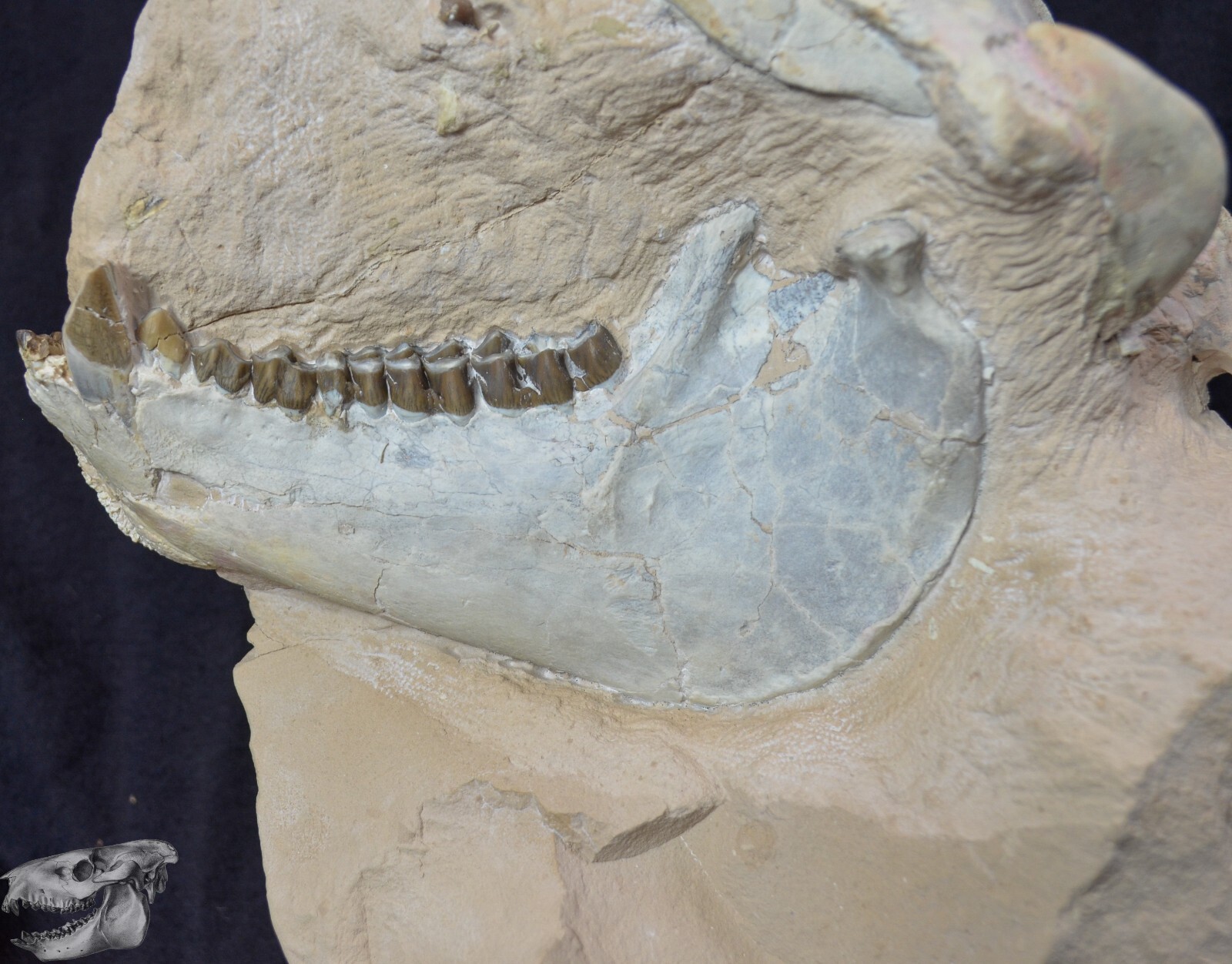 Large Oreodont Skull on Matrix, Eporeodon major, Badlands, SD Fossil ...