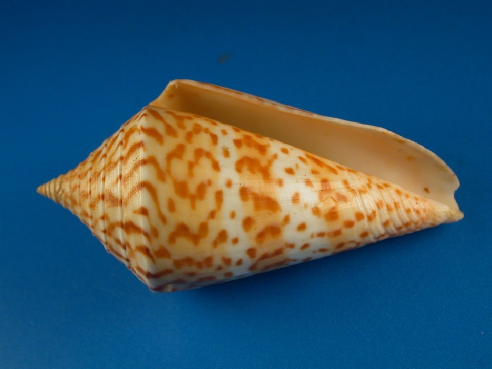 Conus delessertii, Excellent Pattern, 65.7mm, Florida Shell G147 | eBay