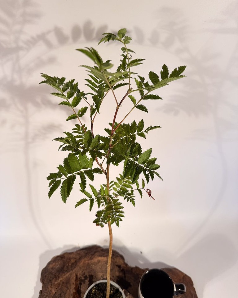 Rowan Tree (Sorbus aucuparia) | Young Tree in 10.5cm Pot – UK Native ...