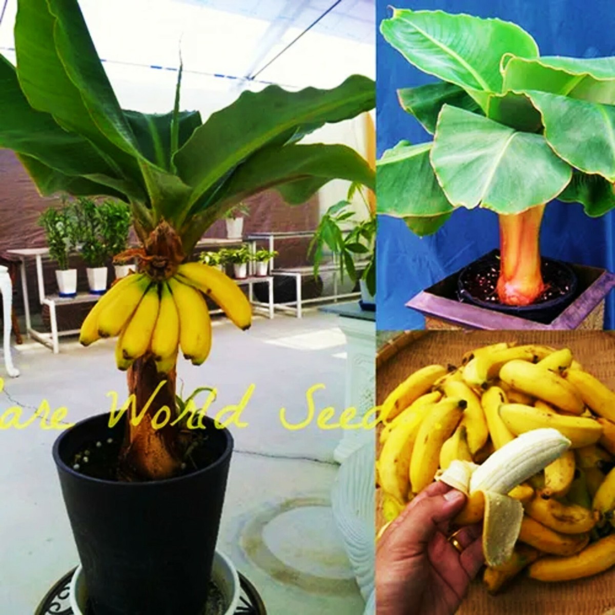 What Does A Baby Banana Tree Look Like - Infoupdate.org
