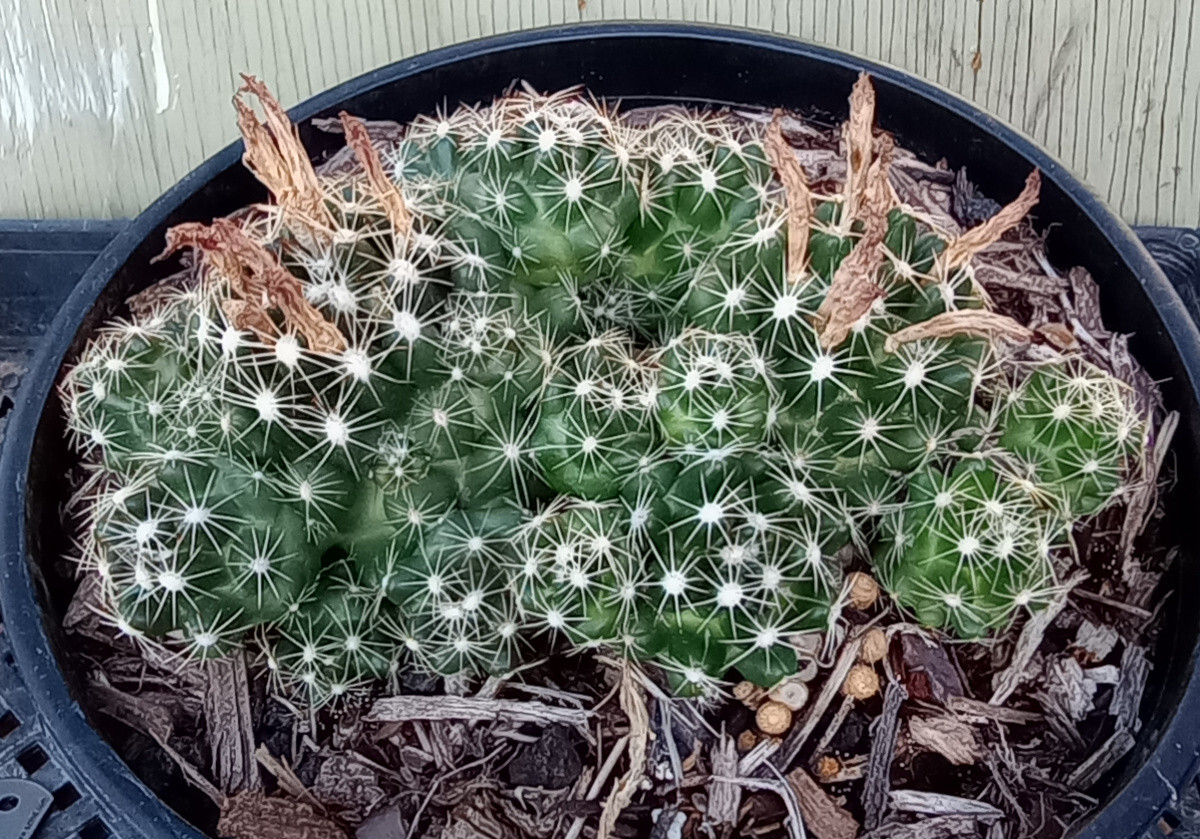 Escobaria missouriensis Huge Clumps Cold Hardy Cactus | eBay