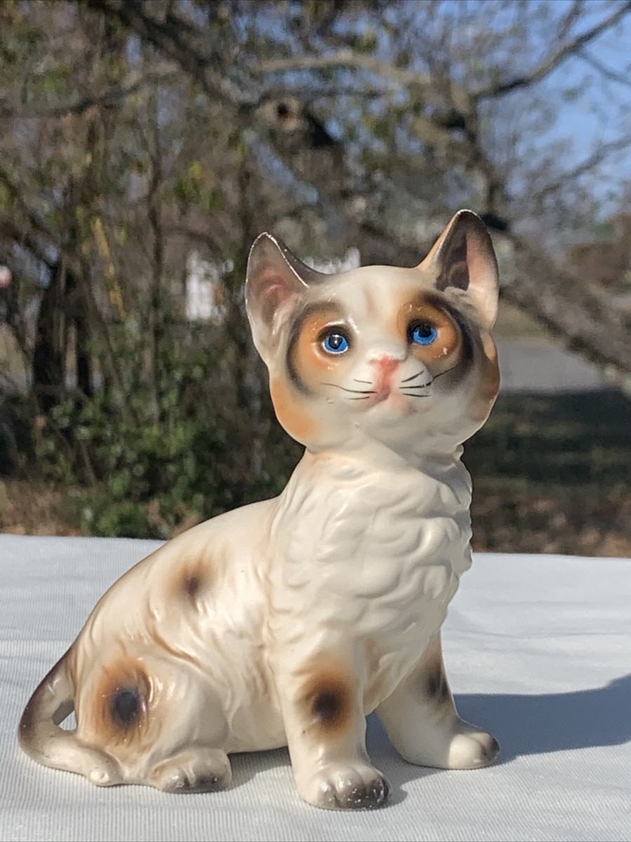 Calico Cat With Blue Eyes Grey Tabby And Calico Exotic Short Hair