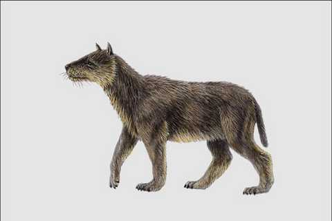 684030 Hemicyon Mammal Miocene A4 Photo Print | eBay UK
