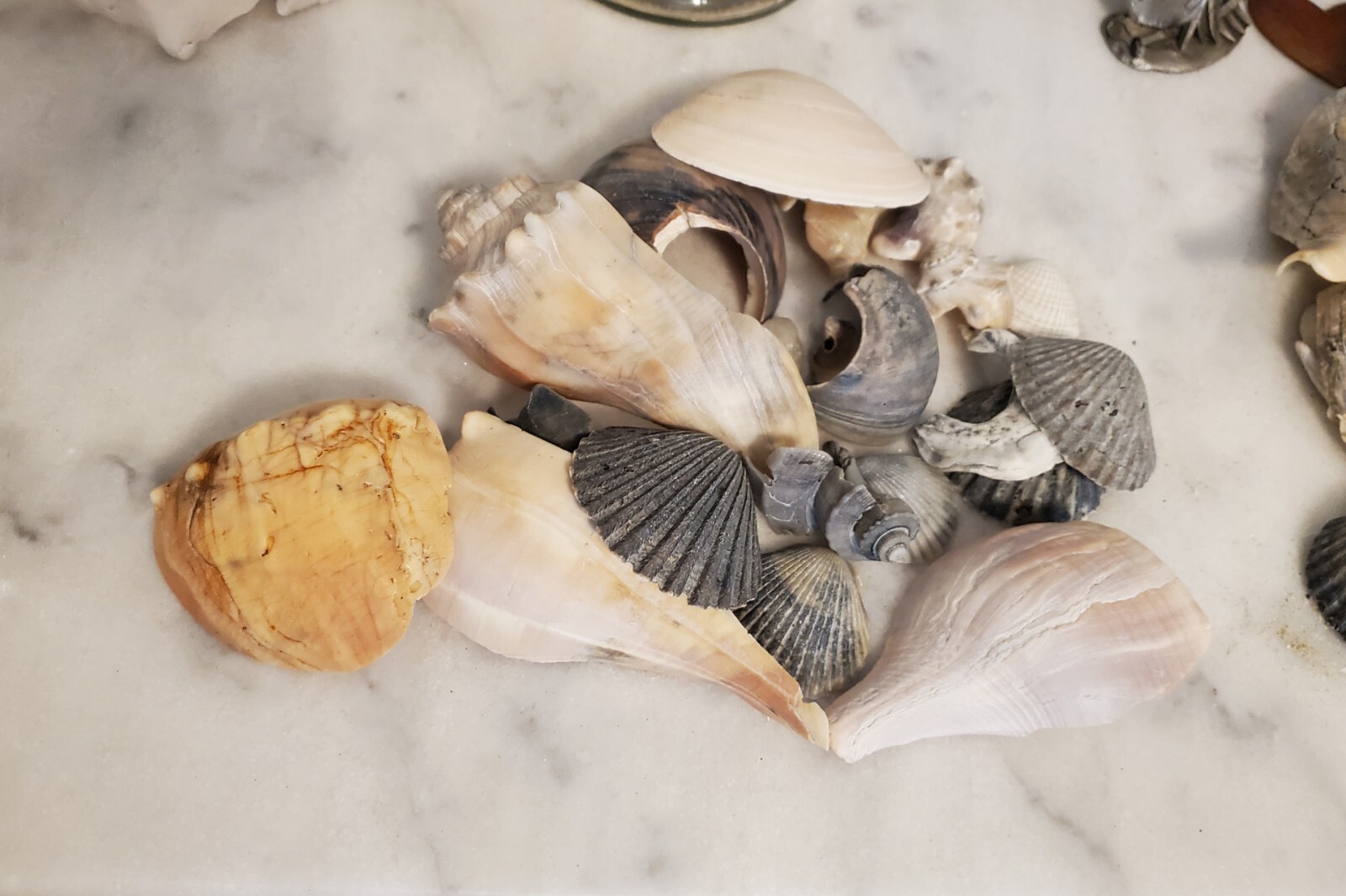 Lot Of Sea Shells From the Outer Banks NC Craft Decor | eBay