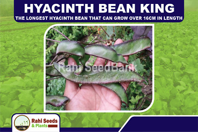 Hyacinth Bean King - The Longest Hyacinth Bean that Can Grow Over 16cm ...