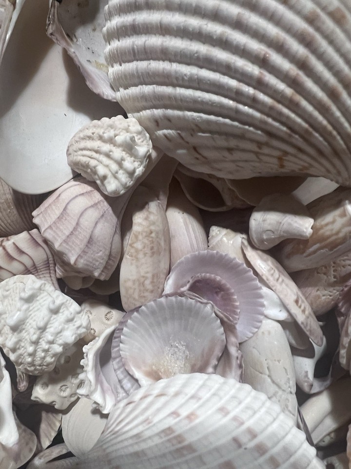 18 Pounds Lg Lot Different SEA SHELLS Arts Crafts Lake Ocean Beach ...