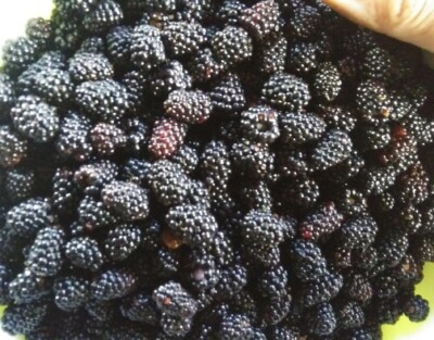 15 MAINE ORGANIC BLACKBERRY PLANT CUTTINGS CANES 2YO BRAMBLE RUBIS COLD ...