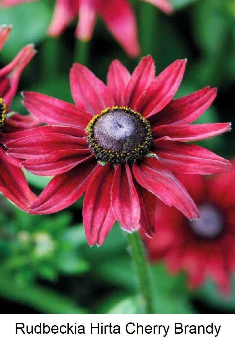 Rudbeckia Hirta Seed