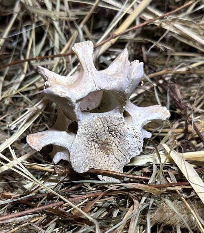 Cow Cervical Vertebrae