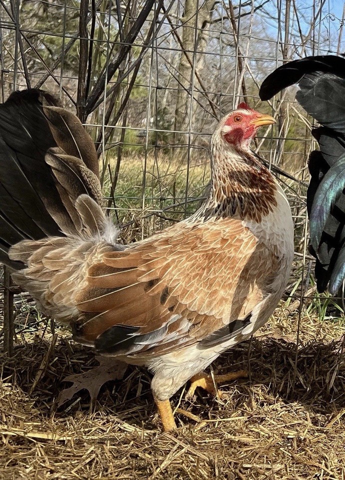 6 Pure E.W. Law Grey Gamefowl Poultry Chicken Hatching Eggs | eBay