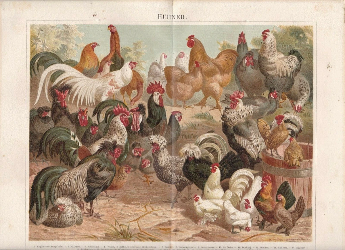 List Of Chicken Breeds Wikipedia, 60% OFF